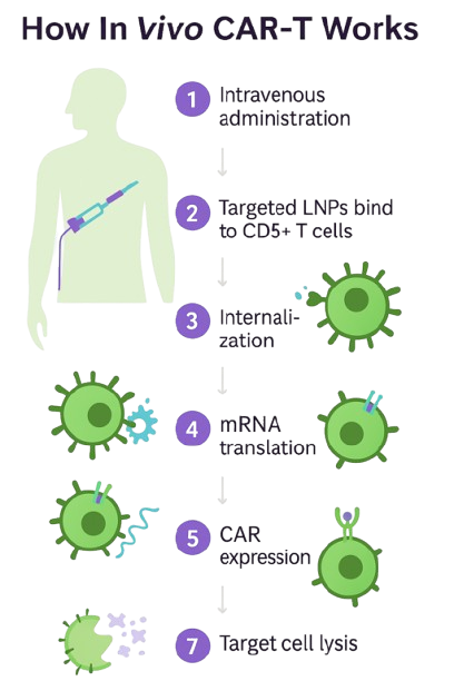 Reimagining CAR-T Therapy: In Vivo Engineering with Lipid Nanoparticles